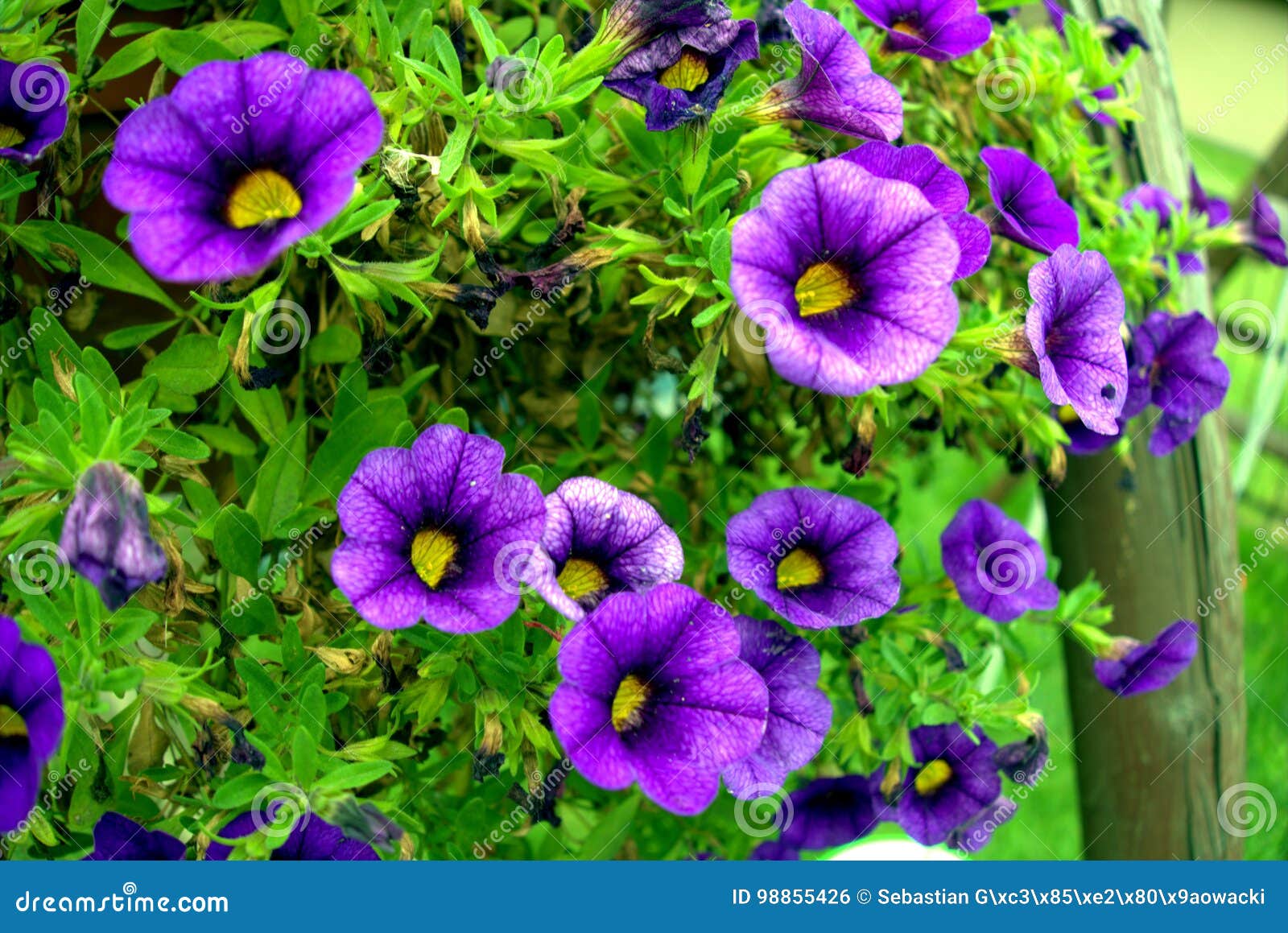 Flower composition stock photo. Image of grass, flower - 98855426