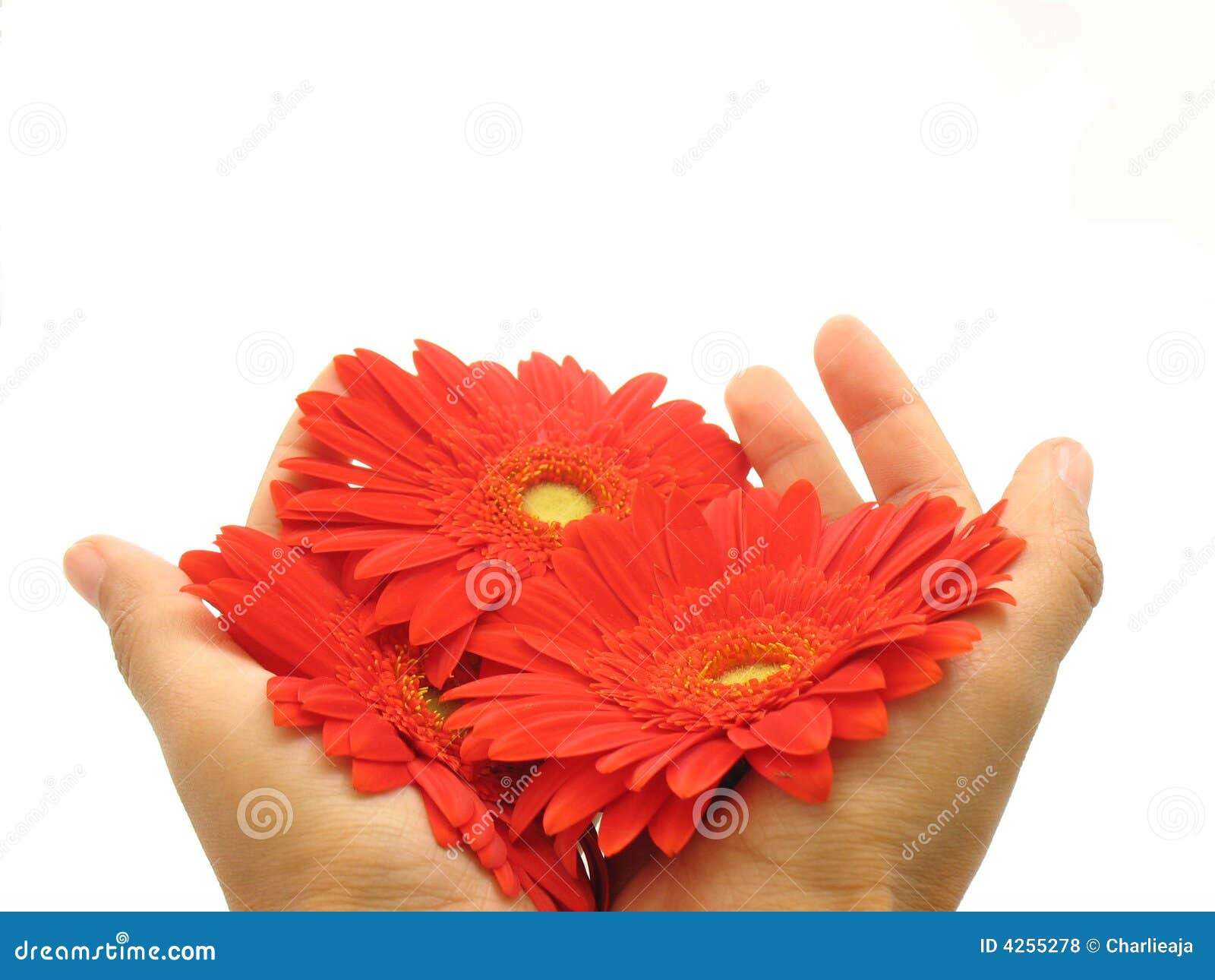 Flower concept stock photo. Image of mother, gift, giving - 4255278