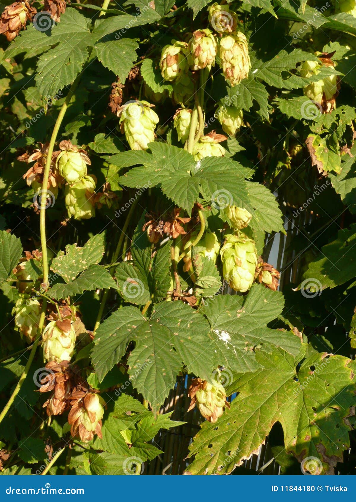 Flower cones of common hop stock photo. Image of cooking - 11844180