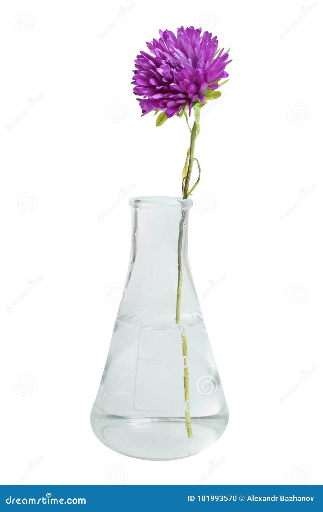 Flower in a conical flask stock photo. Image of object - 101993570