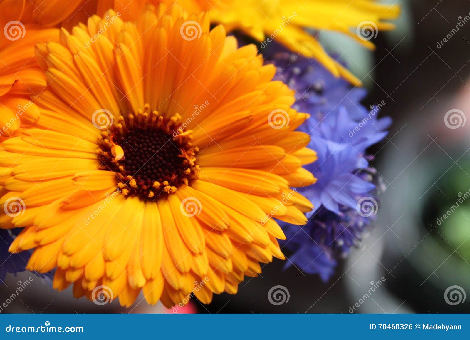 Flower contrast stock photo. Image of flowers, nature - 70460326