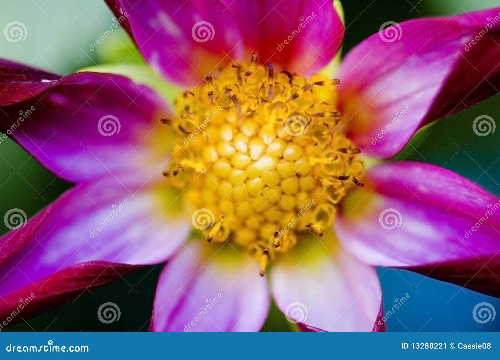 Flower contrasts stock image. Image of petals, close - 13280221
