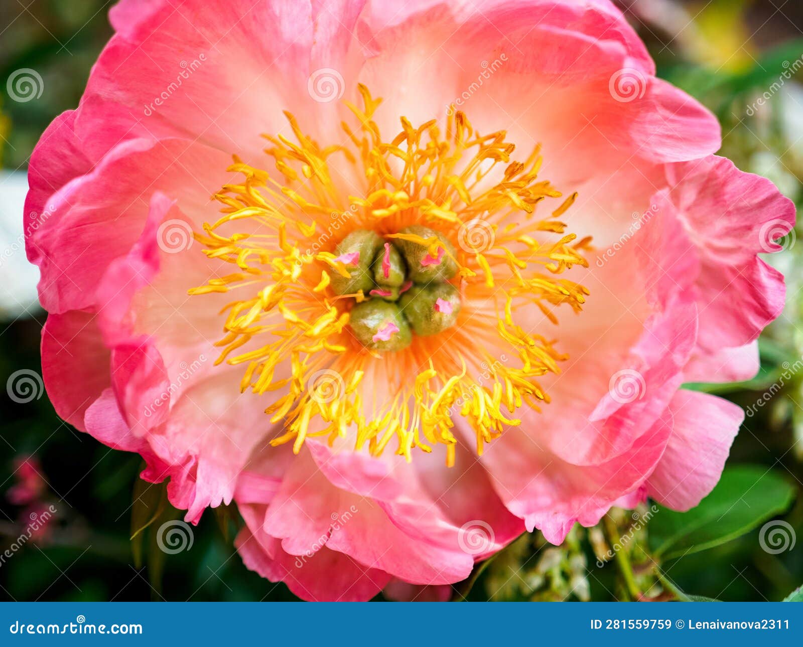 Flower Core of Blooming Pink Tree Peony, Flowering Spring Flower Stock ...