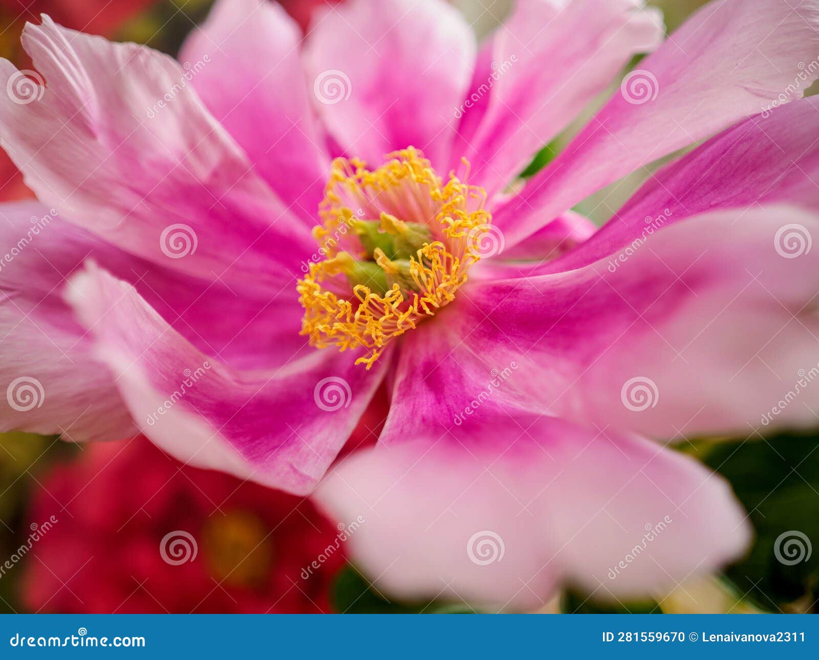 Flower Core of Blooming Pink Tree Peony, Flowering Spring Flower Stock ...