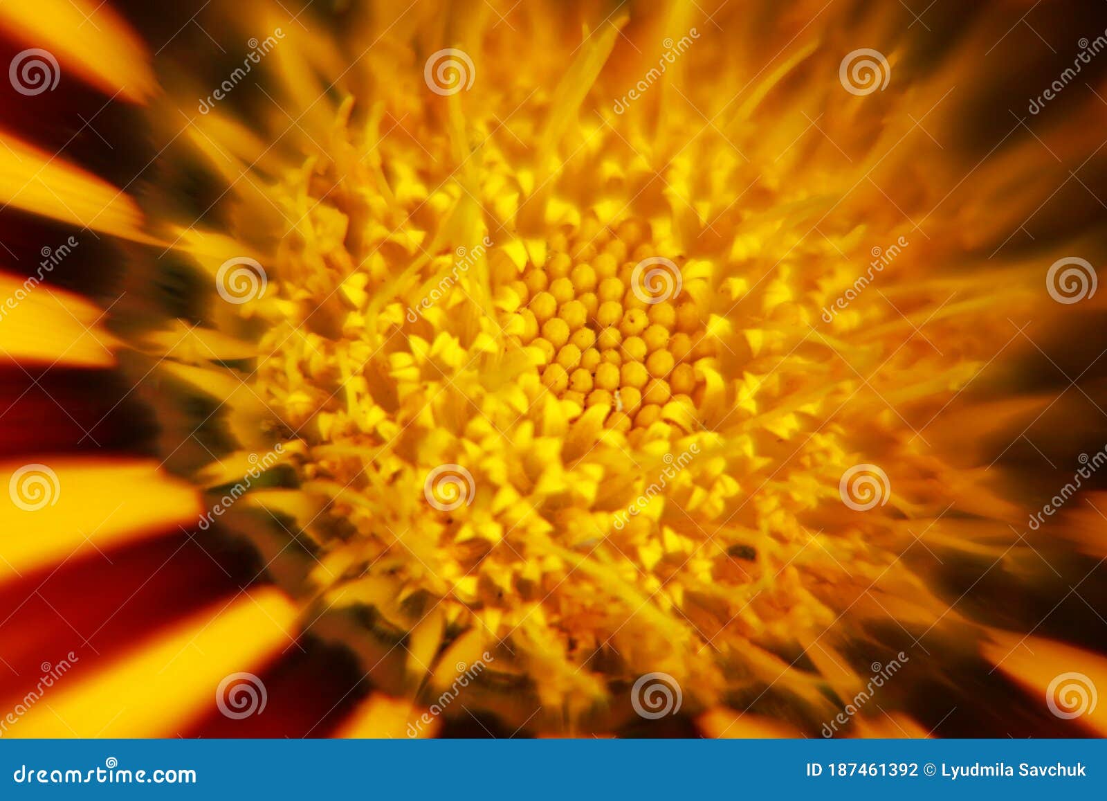 Flower core close up stock photo. Image of flower, close - 187461392