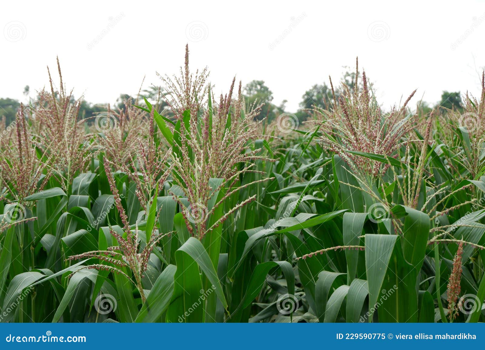 Flower of the Corn in the Farm Stock Image - Image of outdoor, nature ...