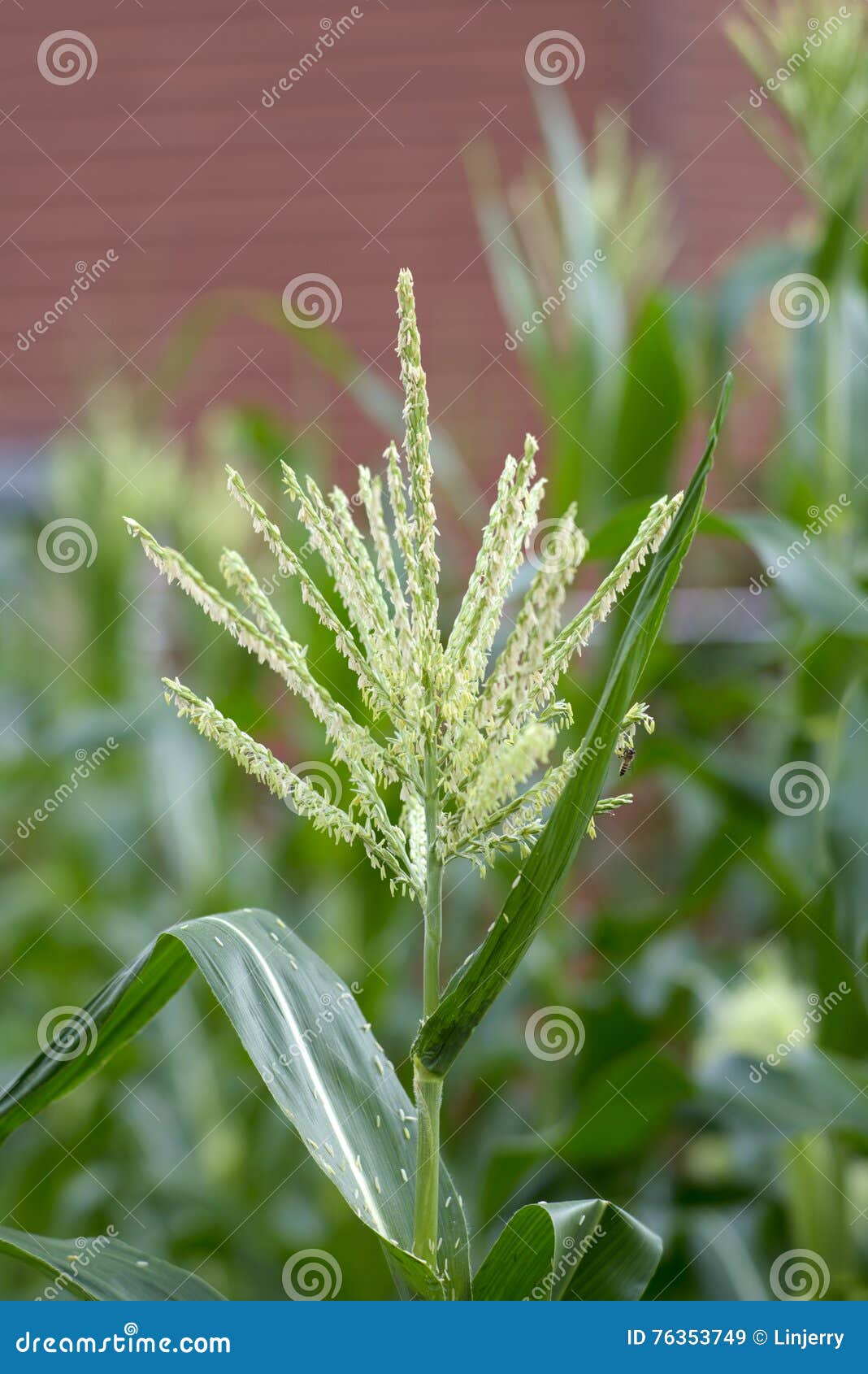 The flower corn. stock image. Image of field, grain, farming - 76353749
