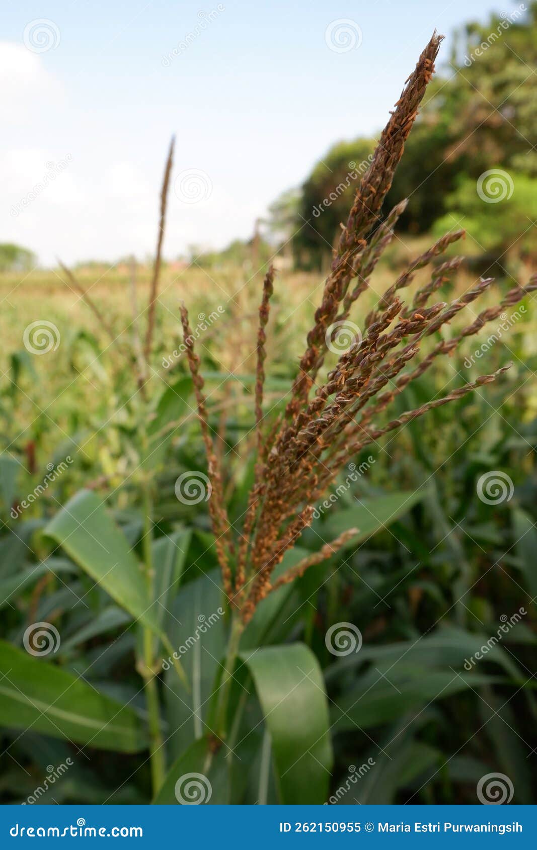 Flower of Corn Tree with Corn Field Background Stock Image - Image of ...
