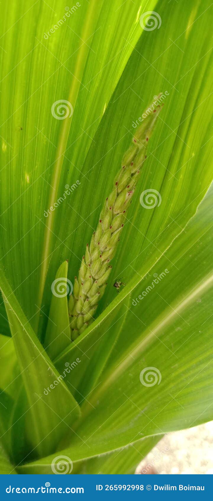 This is the Flower of the Corn Tree Stock Photo - Image of corn ...