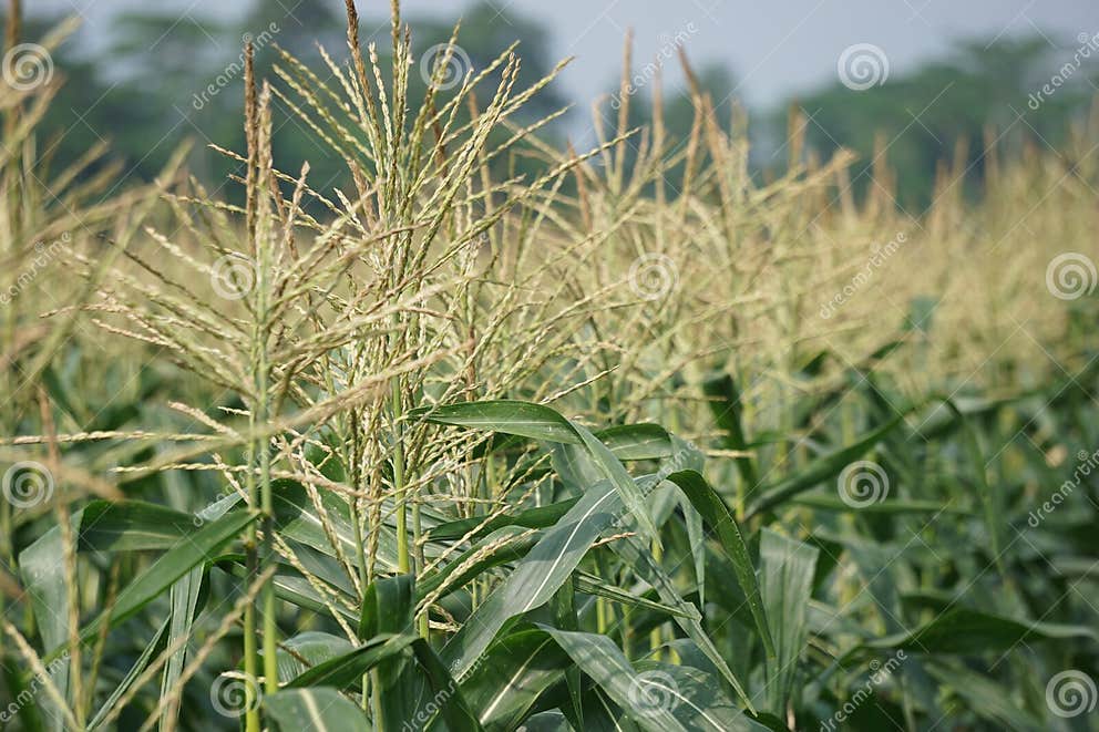 The Flower of Corn on the Tree with a Natural Background Stock Image ...