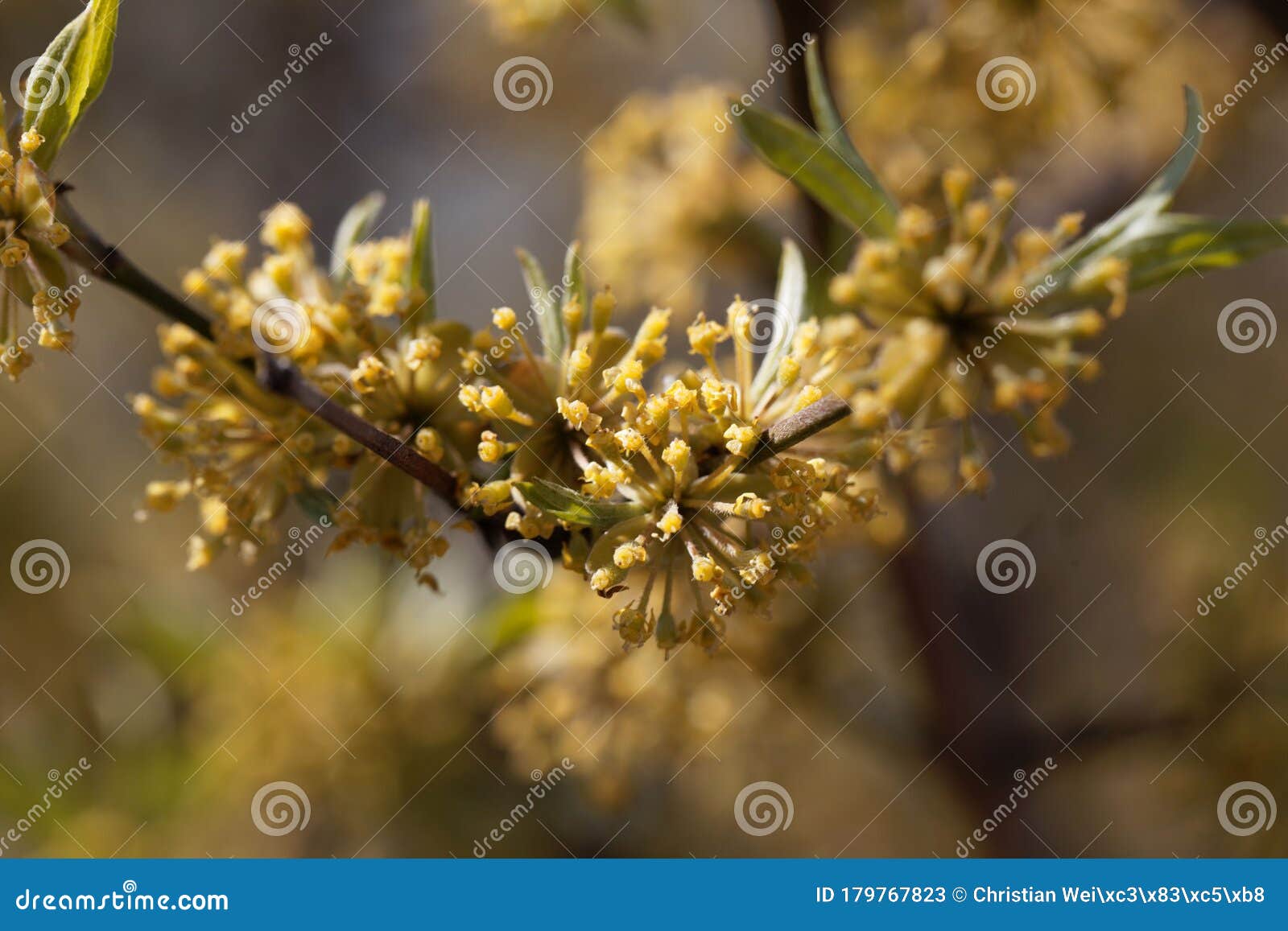 Flower of a Cornelian Cherry, Cornus Mas Stock Image - Image of ...