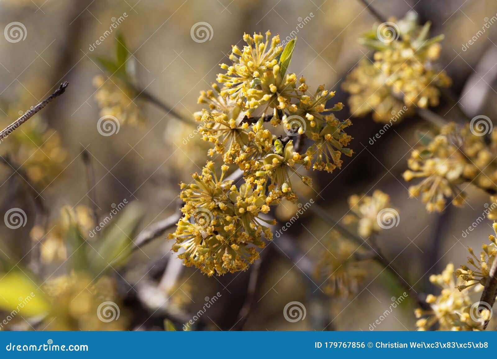 Flower of a Cornelian Cherry, Cornus Mas Stock Photo - Image of branch ...