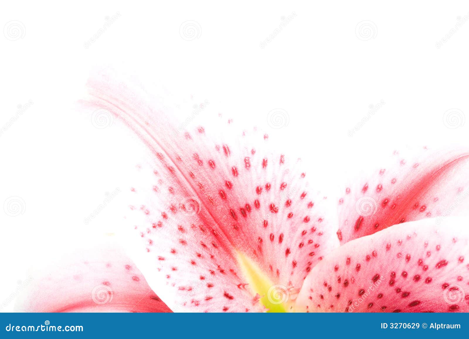 Flower Bud Corner Collection Stock Photography | CartoonDealer.com ...