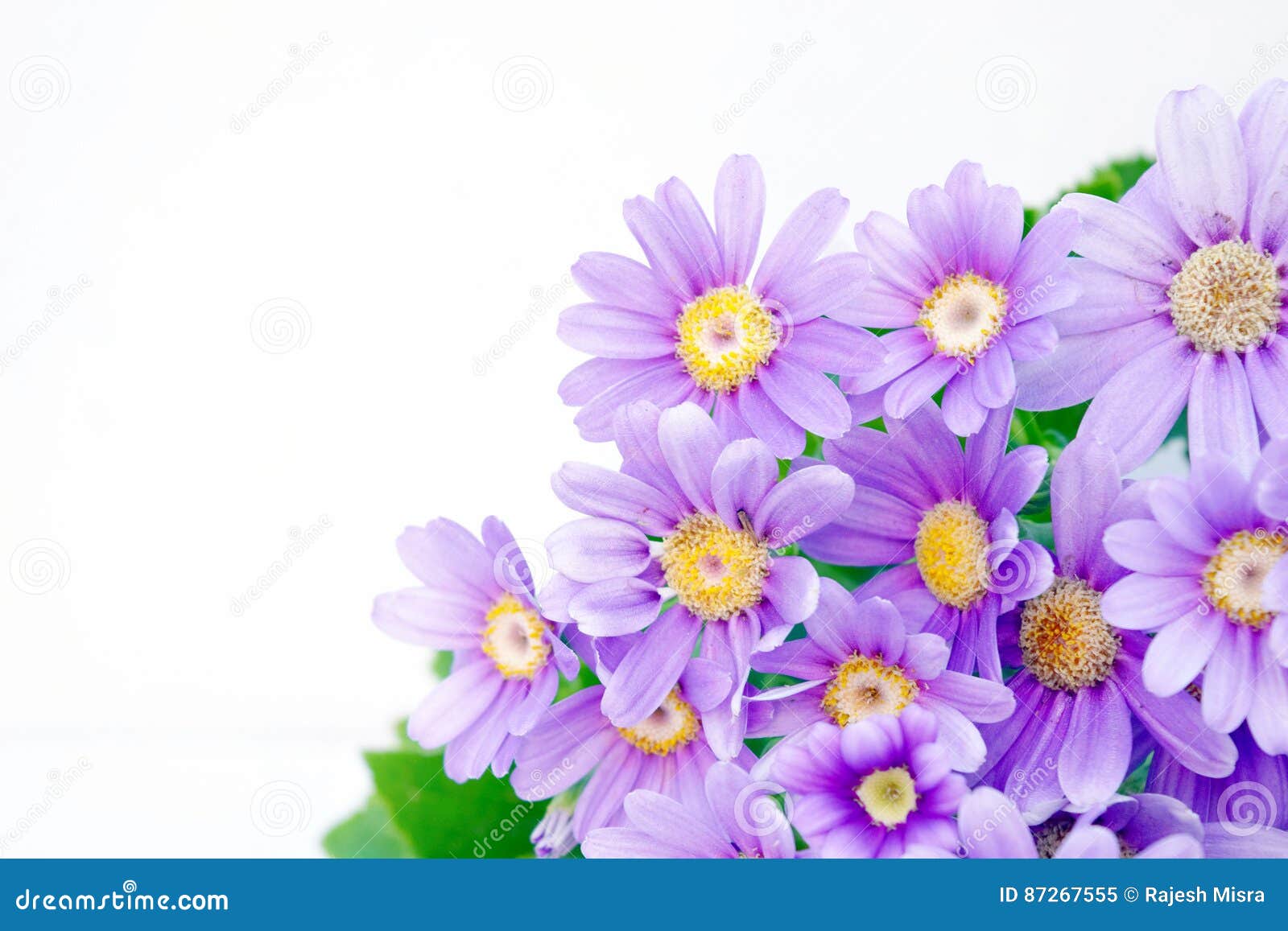 Flower Corner stock image. Image of flower, nature, blue - 87267555