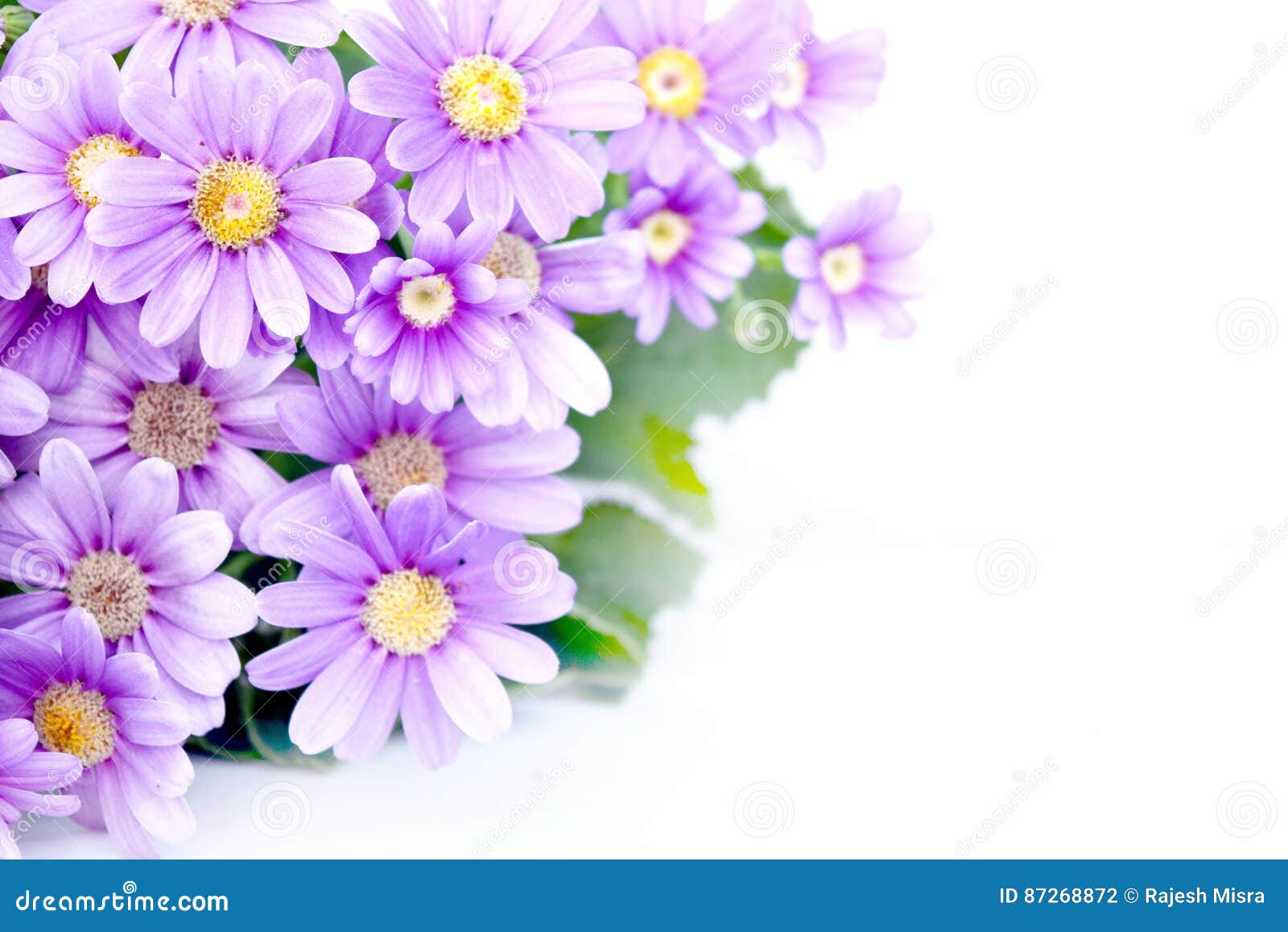 Flower Corner stock photo. Image of colors, spring, leaves - 87268872