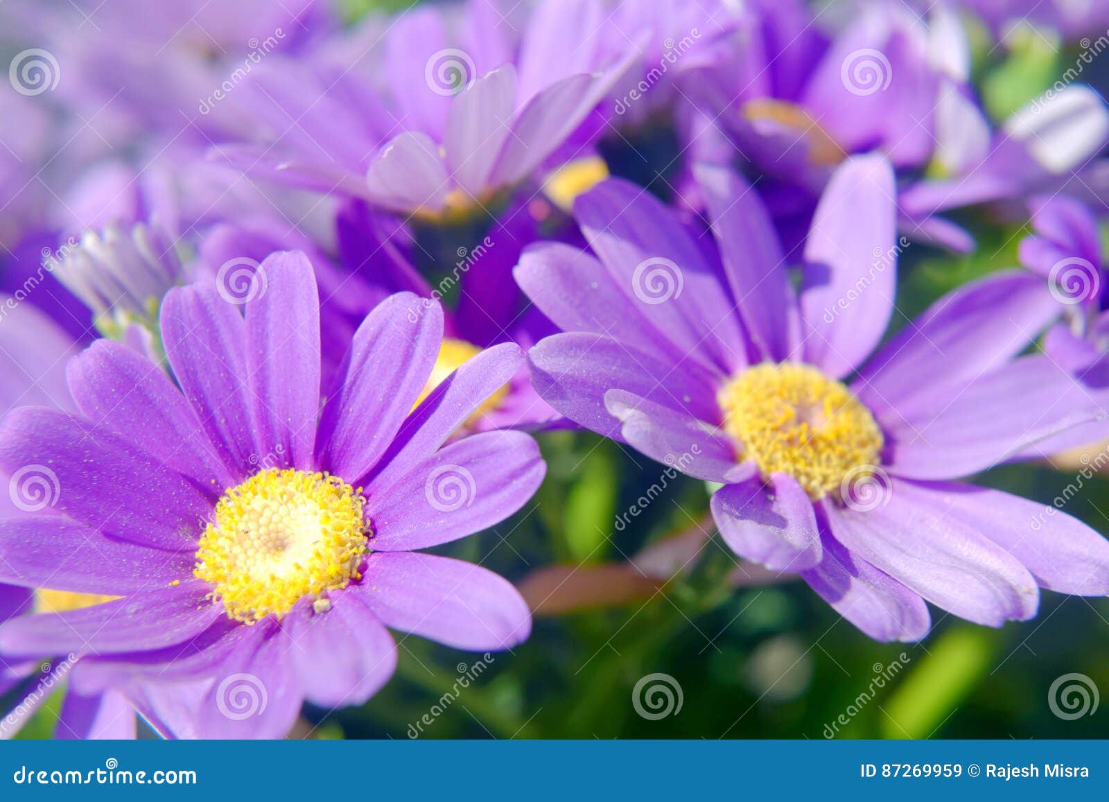 Flower Corner stock image. Image of nature, violet, green - 87269959