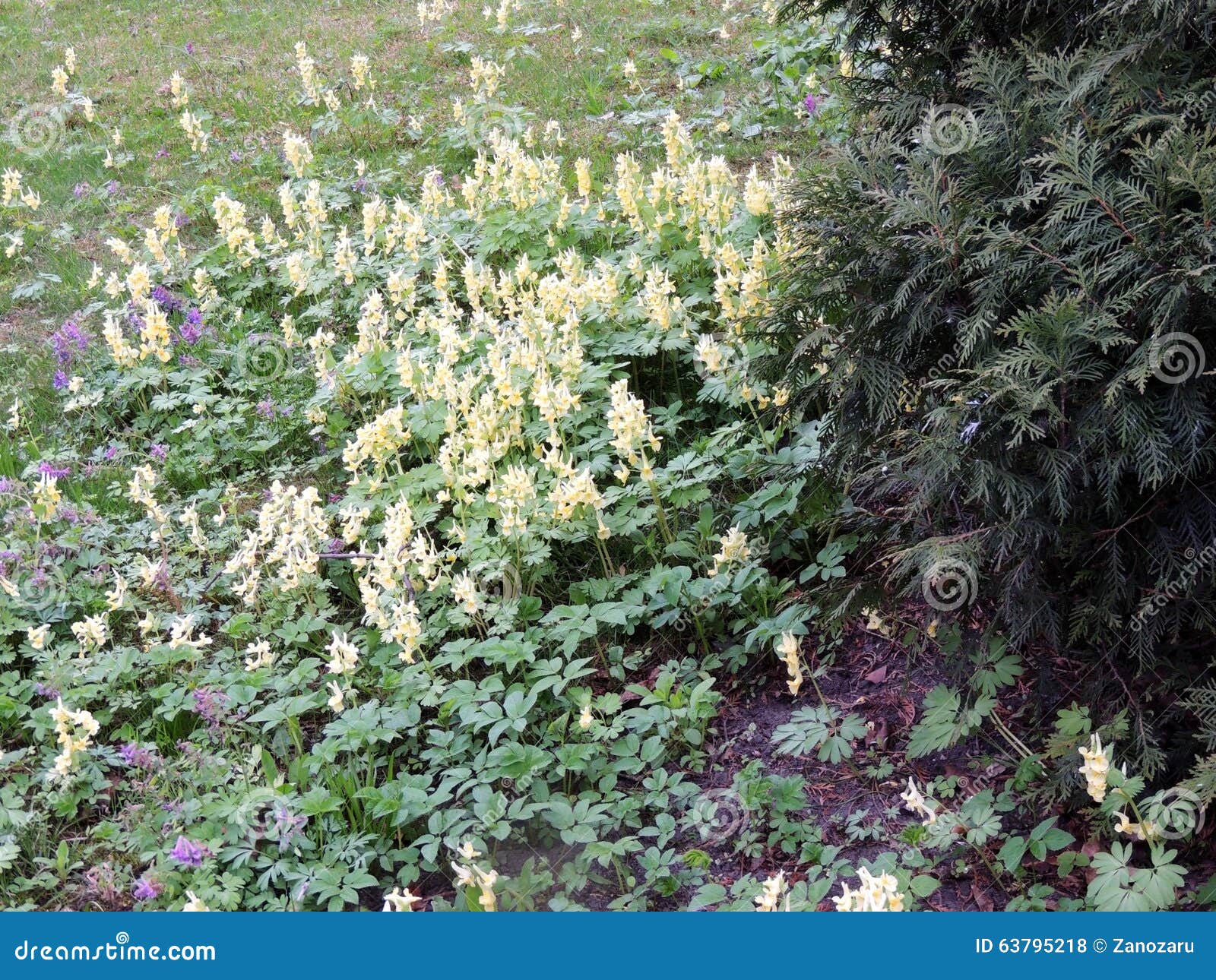 Flower Corydalis (Corydalis Bracteata) Stock Photo - Image of leaves ...