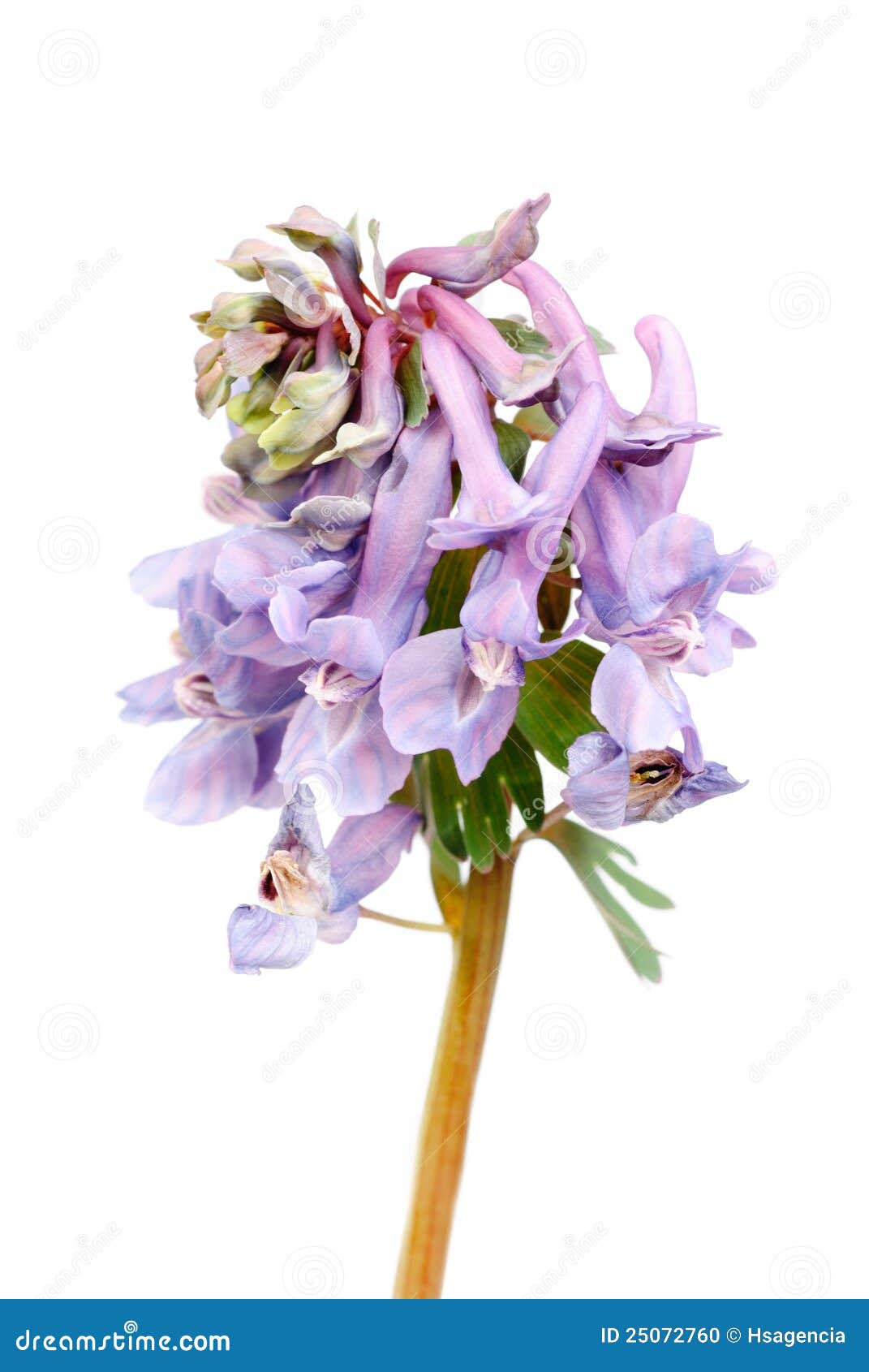 Flower Corydalis halleri . stock photo. Image of bulb - 25072760