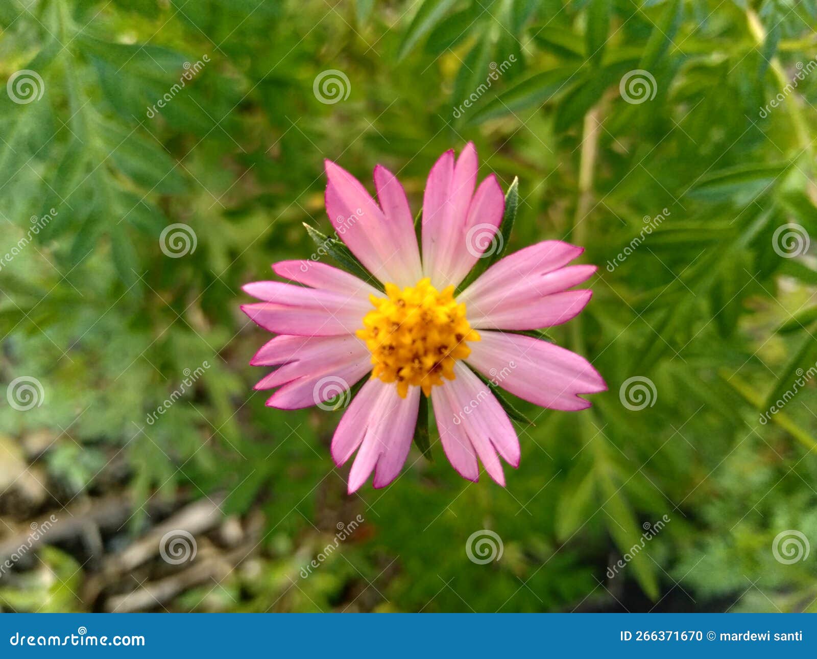 Flower of Cosmos Caudatus Kunth is Well Known in Indonesia, Especially ...