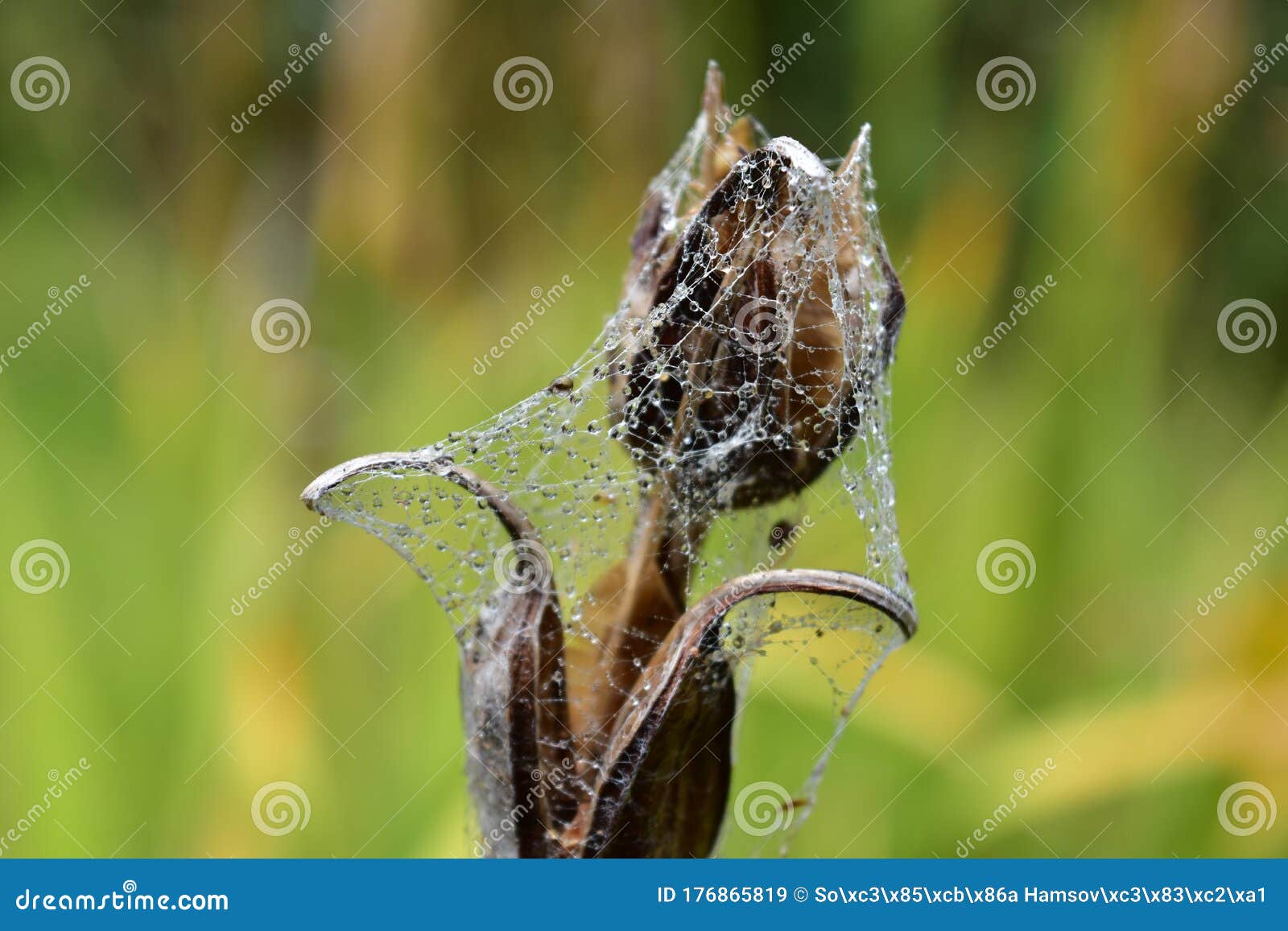 Flower Covered with Spider Web with Raindrops Stock Image - Image of ...