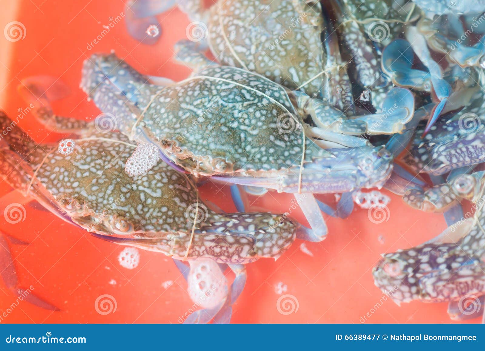 Flower Crab, Blue Crab, Blue Swimmer Crab Stock Image - Image of ...