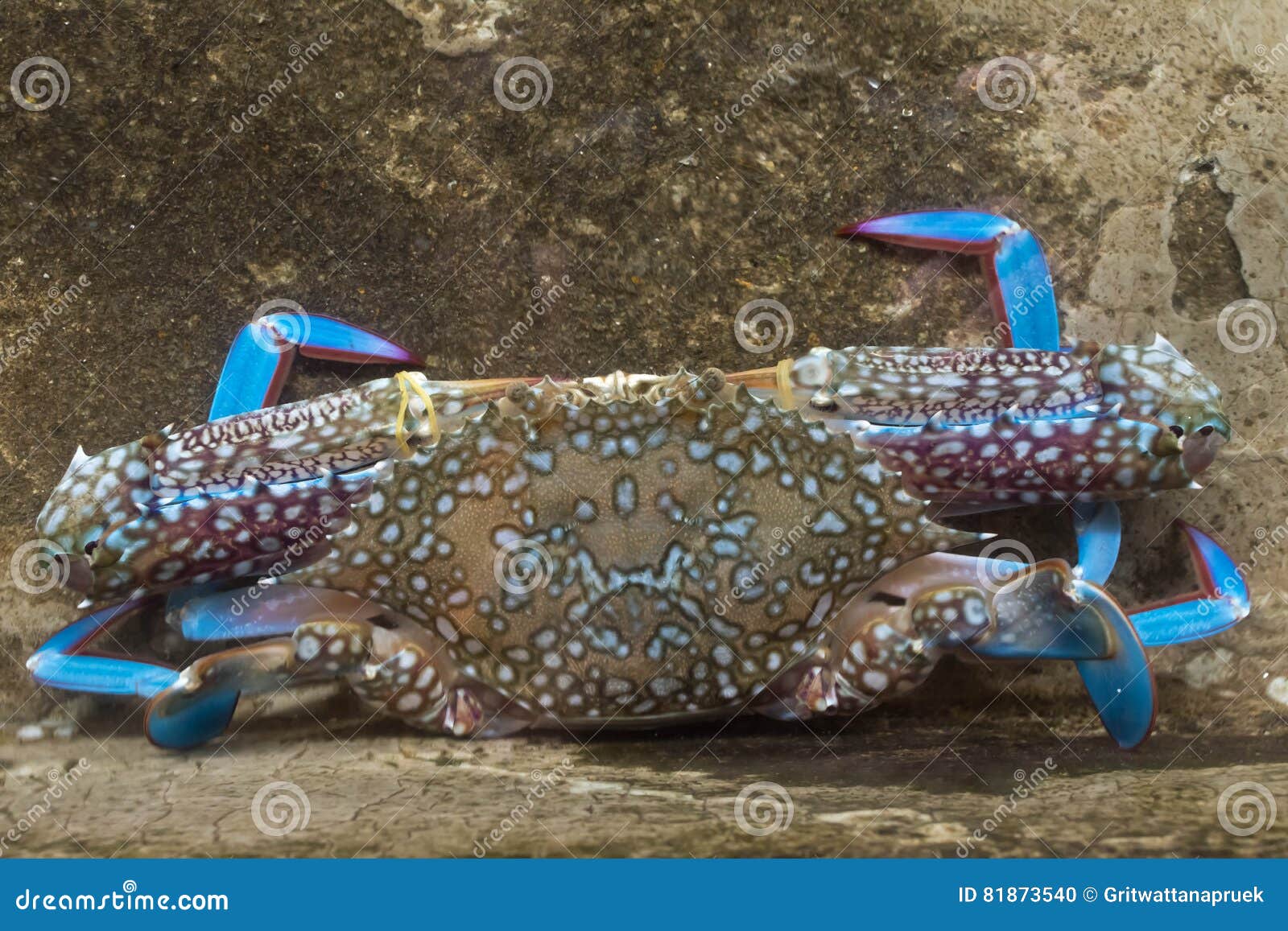 Flower Crab stock photo. Image of delicacy, aquatic, delicious - 81873540