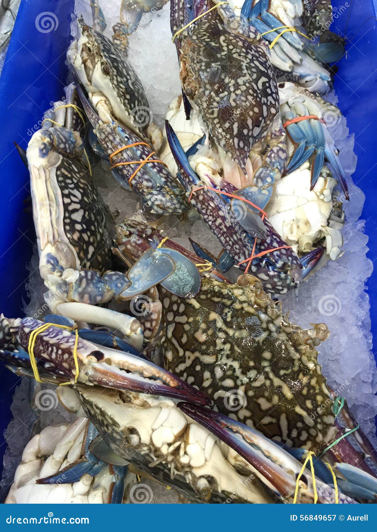 Flower crabs stock image. Image of crabs, restaurant - 56849657