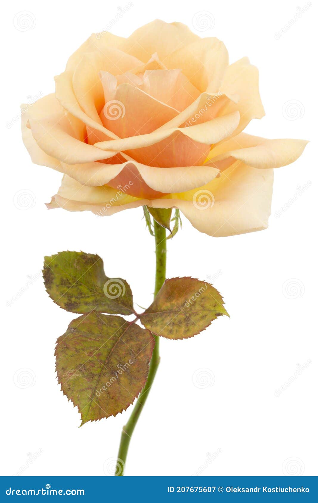 Flower of Cream Rose, Isolated on White Background Stock Image - Image ...