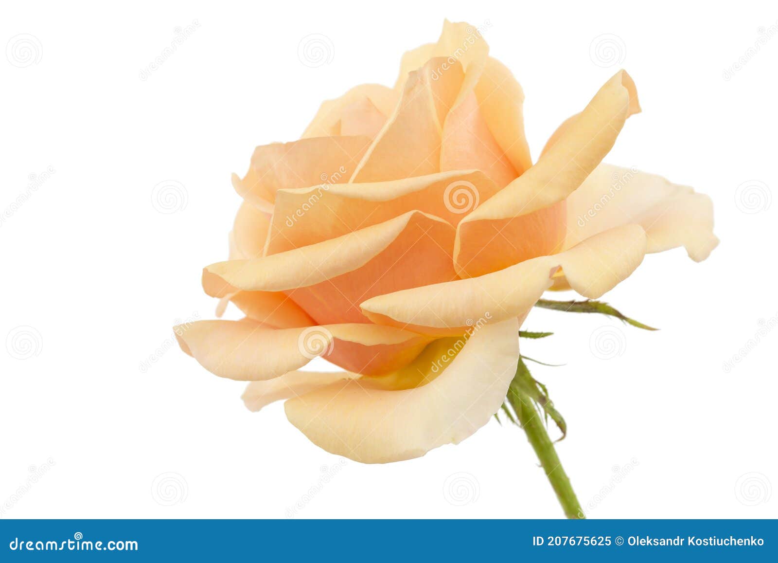 Flower of Cream Rose, Isolated on White Background Stock Image - Image ...