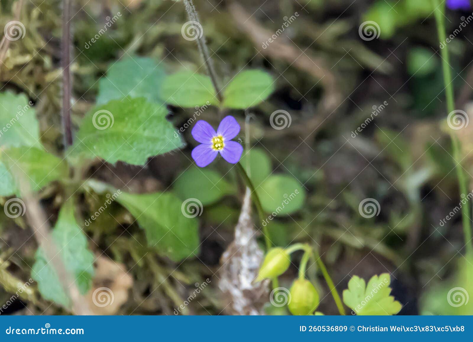 Flower of the Cress Arabis Verna Stock Image - Image of bloom, blooming ...