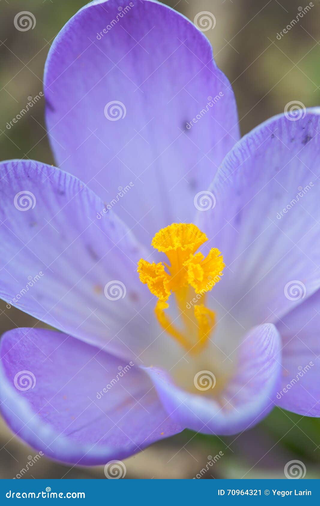 Flower Crocus close up stock image. Image of pistil, plant - 70964321