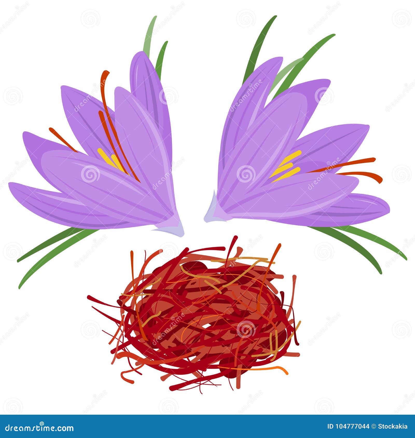 Saffron Crocus Flowers and Threads. Vector Illustration Stock Vector ...