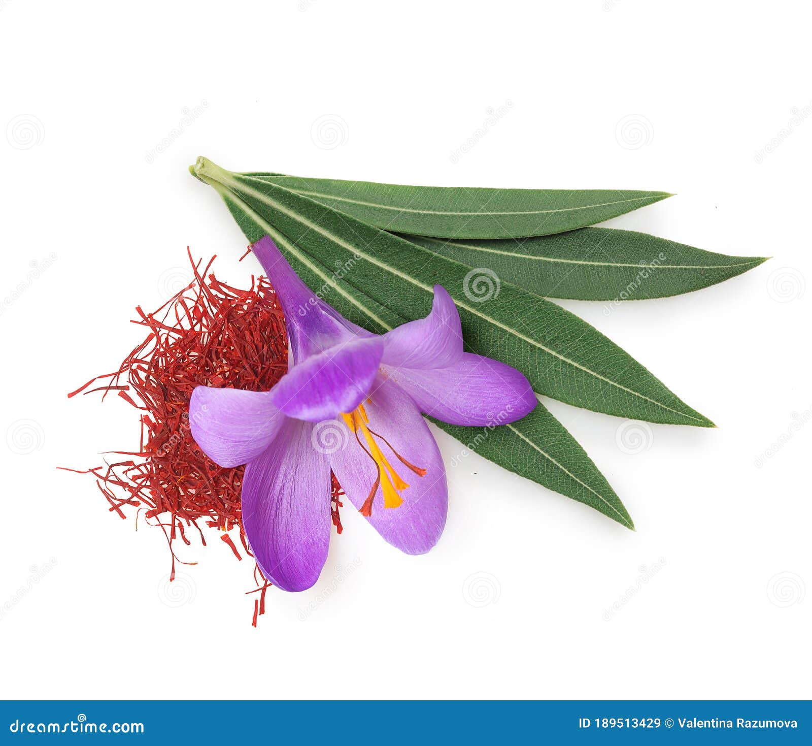 Flower Crocus, Dried Saffron Spice and Eucalyptus Leaves Stock Image ...