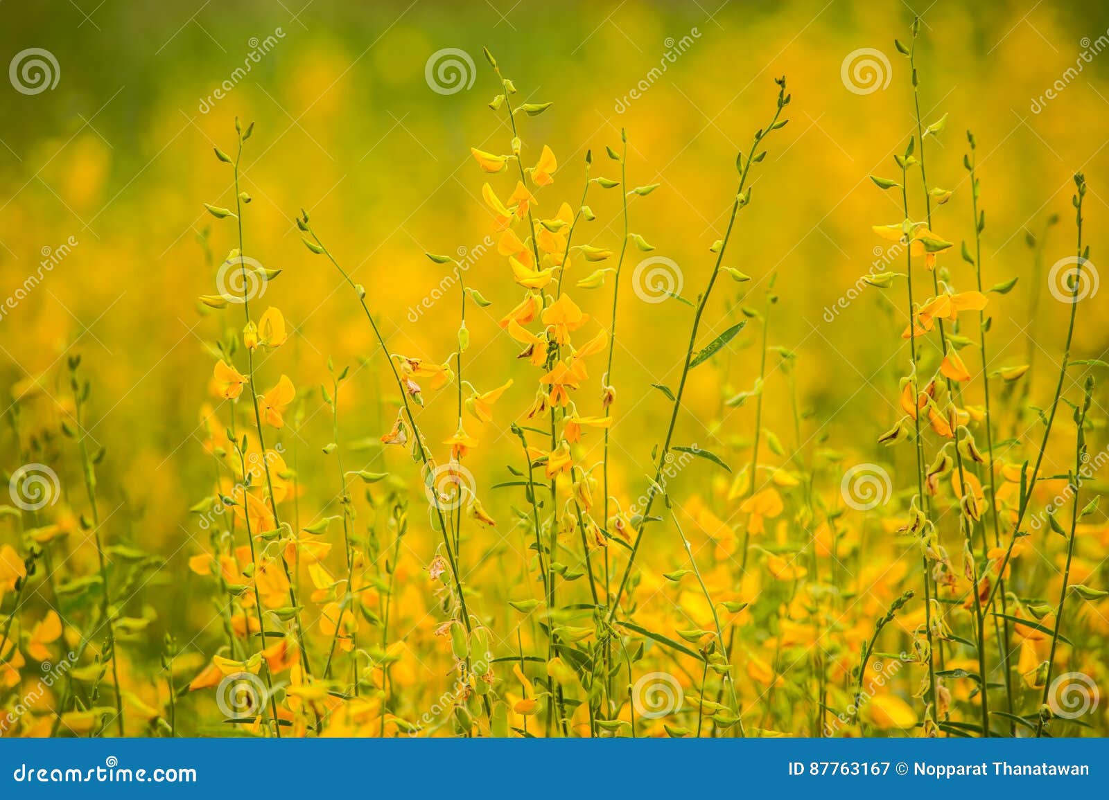 Flower Crotalaria 3 stock image. Image of design, love - 87763167