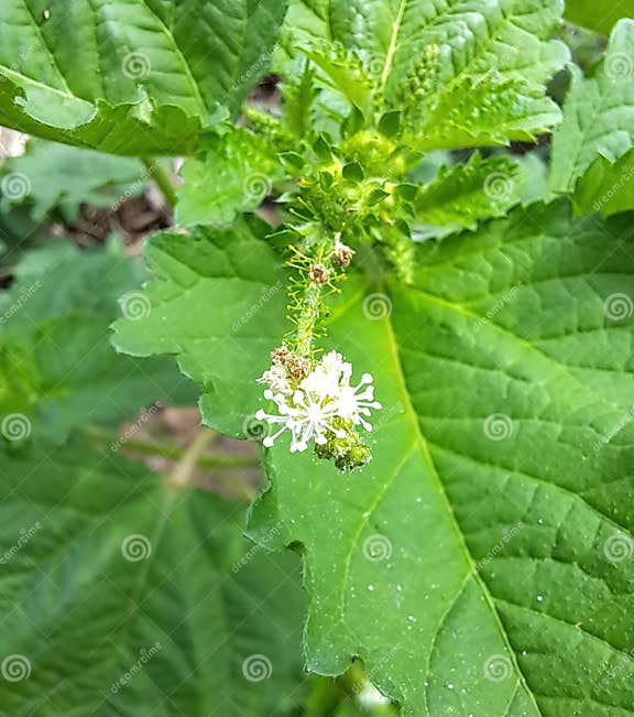 The Flower of Croton Hirtus Stock Photo - Image of croton, flower ...
