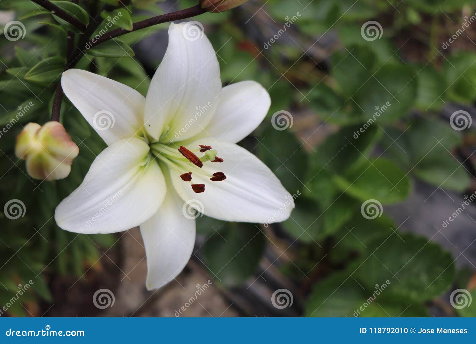 Flower crown of king stock photo. Image of mountainn - 118792010