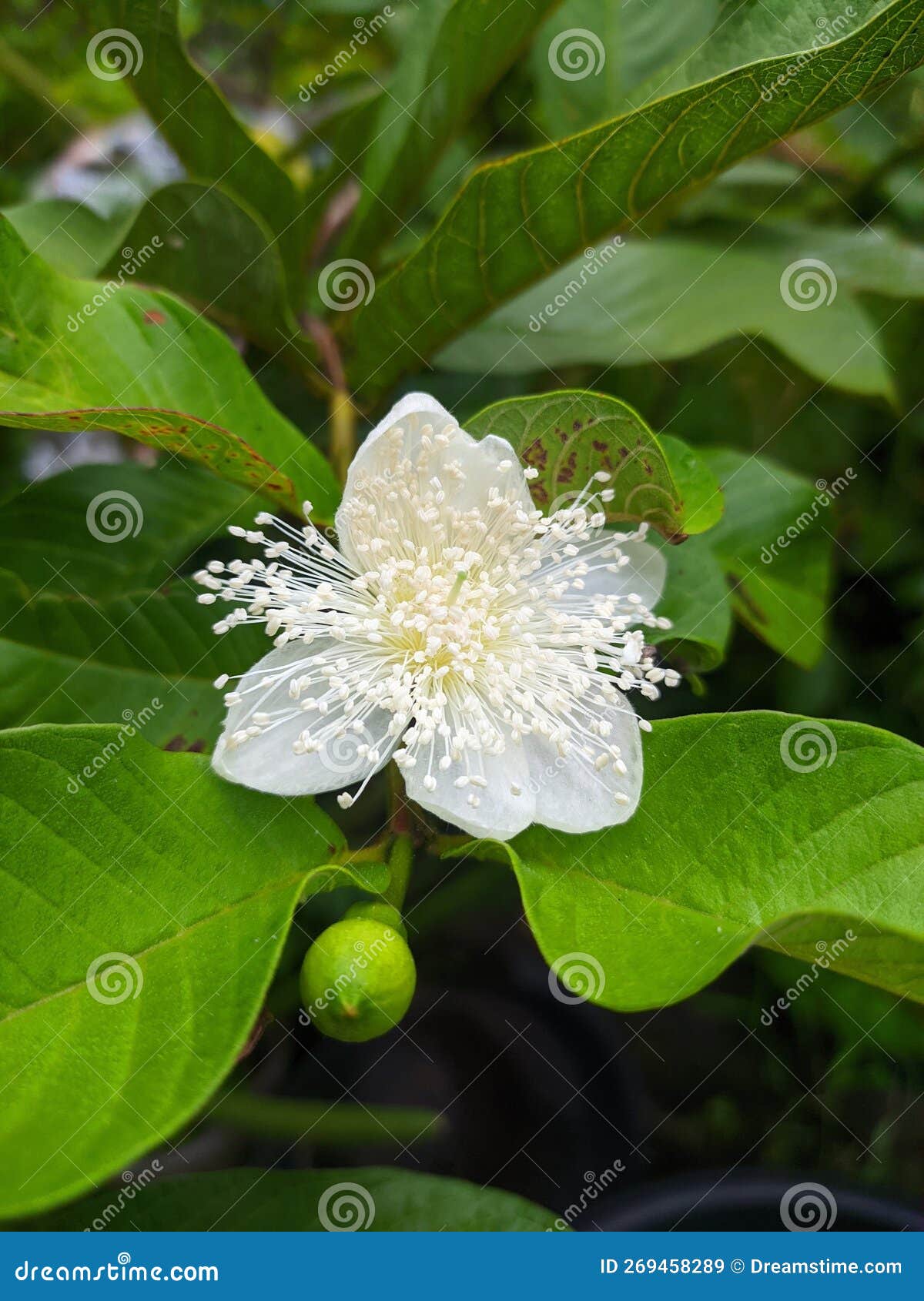 This is the Flower of the Crystal Guava Tree that Blooms on Cool ...