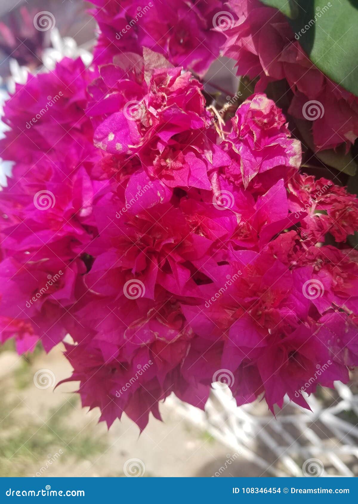 Flower stock photo. Image of wild, cuban, flower, nature - 108346454