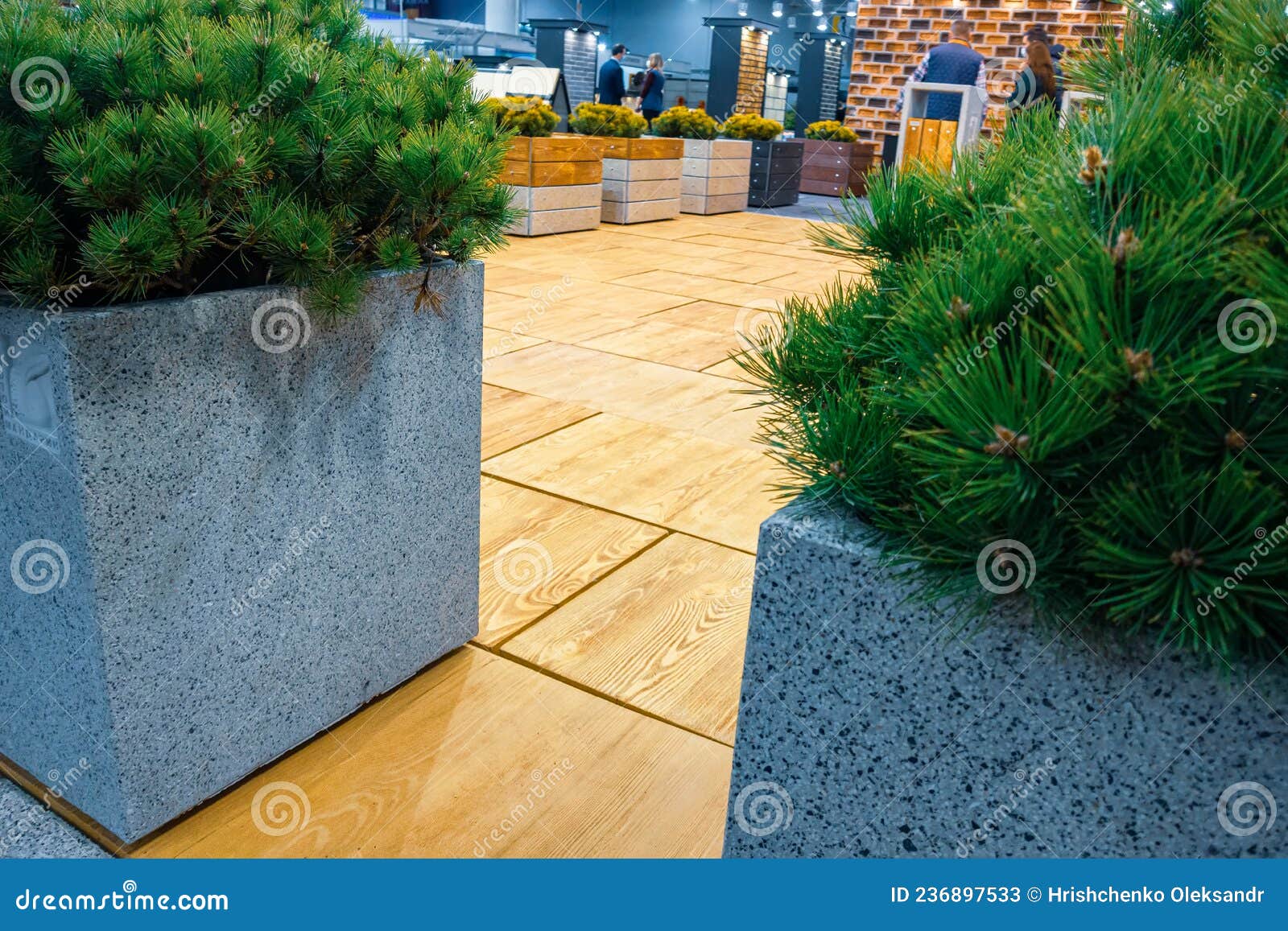 Flower Cube of Concrete with a Decorative Pine Tree Stock Image - Image ...