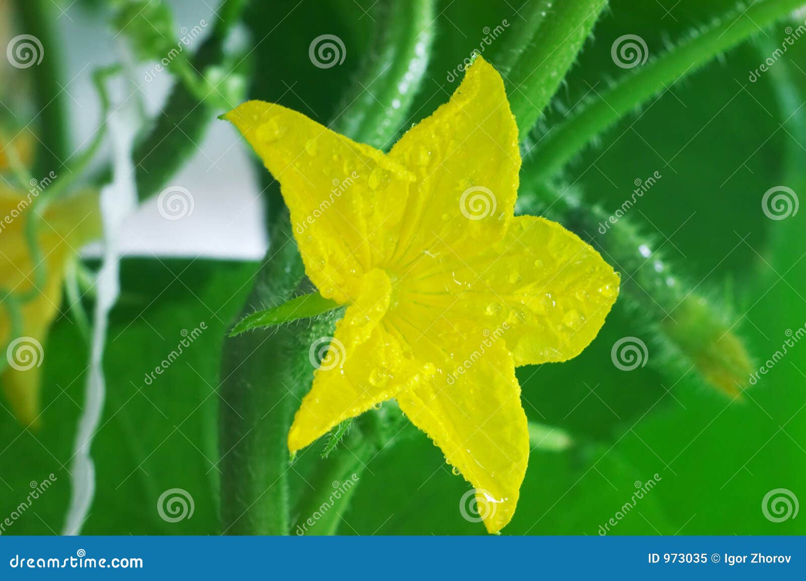 Flower of cucmber stock image. Image of growing, organic - 973035