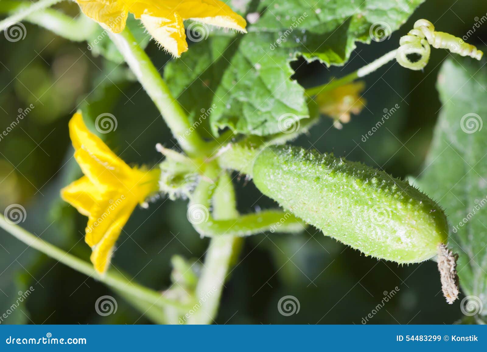 Flower of a Cucumber and Small Cucumber, Stock Image - Image of outdoor ...