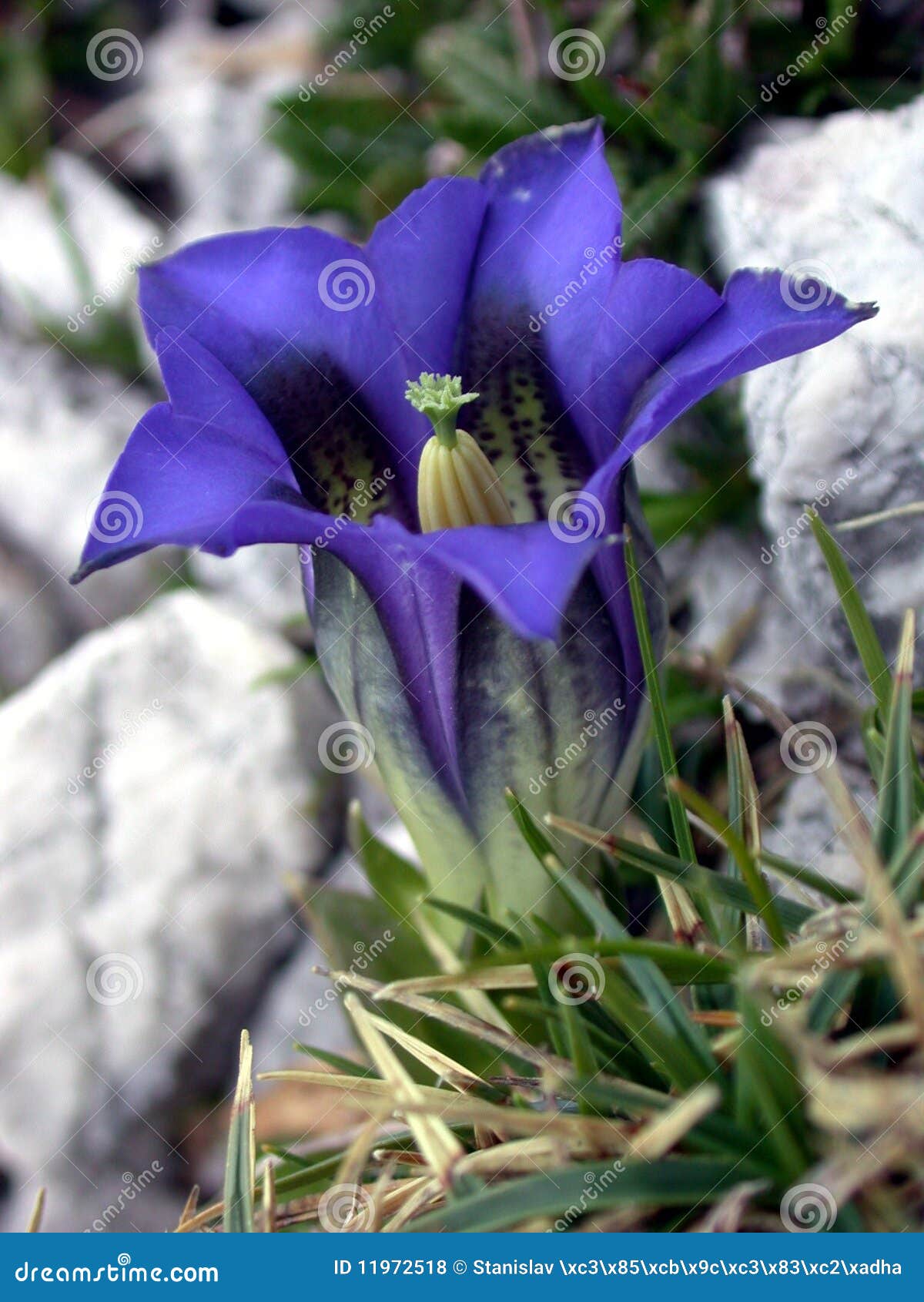 Flower of cudweed stock photo. Image of alps, color, herbage - 11972518