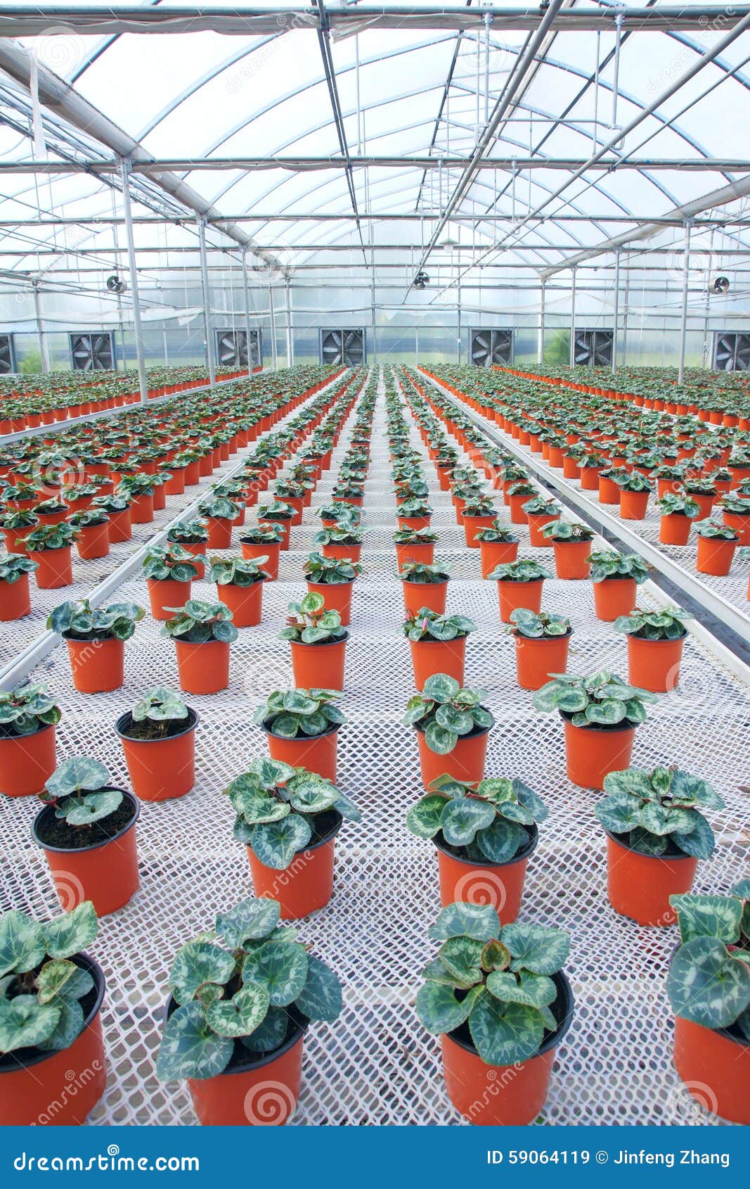 Flower cultivation stock image. Image of plant, greenhouse - 59064119