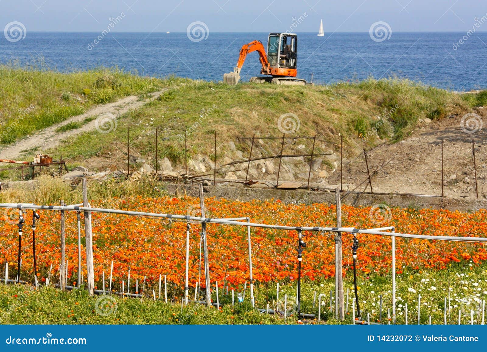 Flower Cultivation by the Sea, Italy Stock Photo - Image of liguria ...