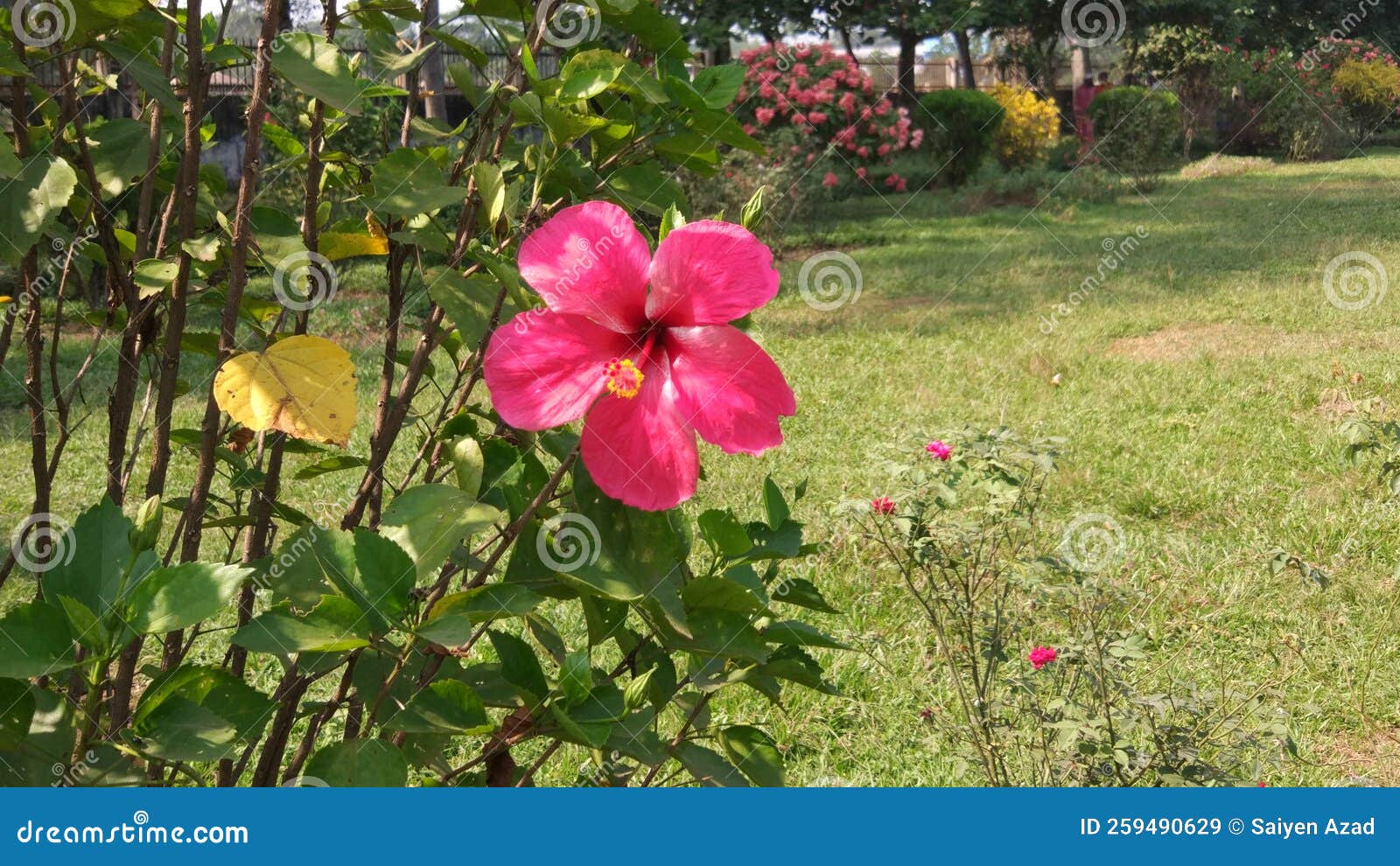 Flower at Cumilla Shalbon Bihar Stock Image - Image of green, cumilla ...