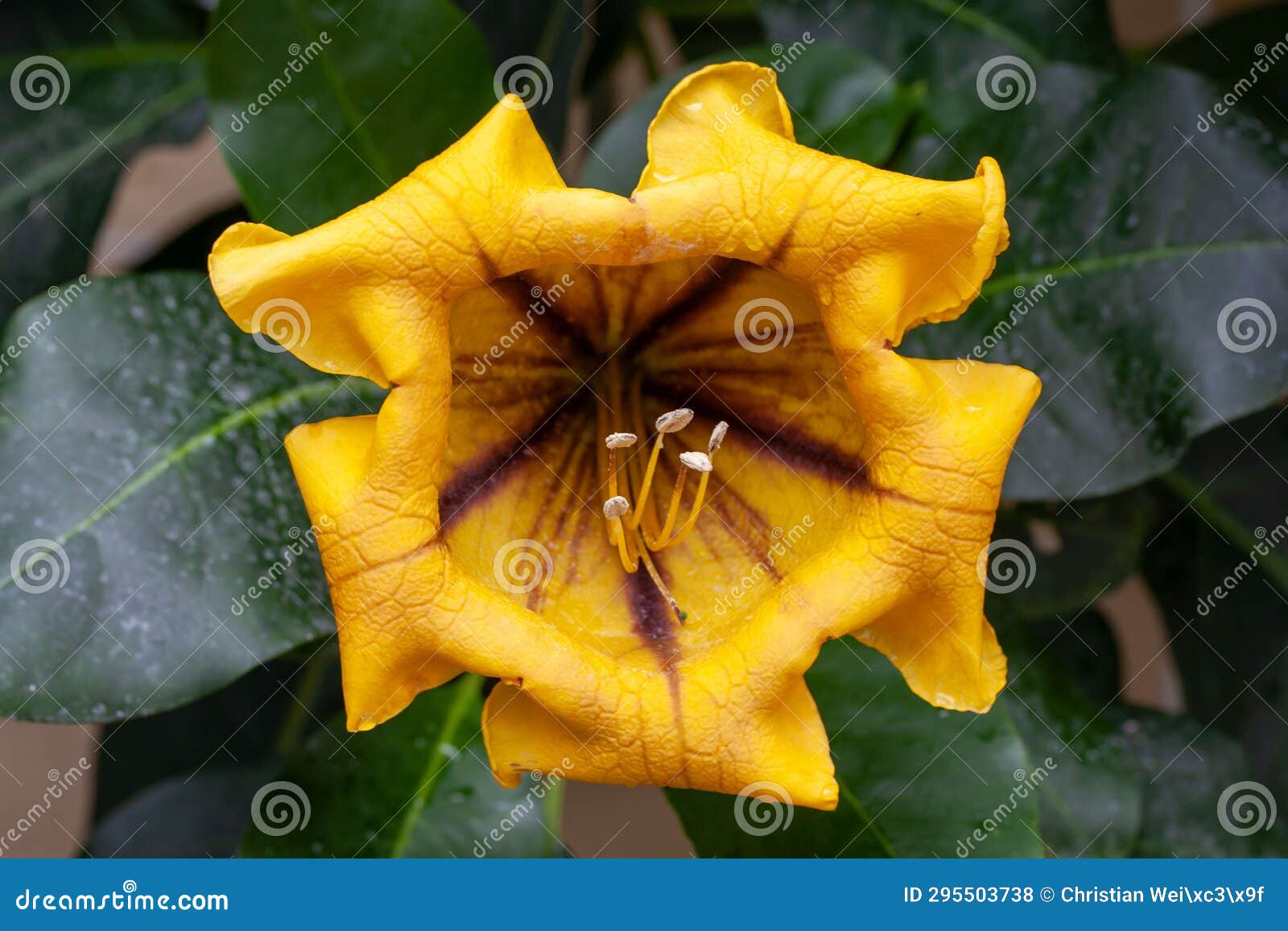 Flower of a Cup of Gold Vine, Solandra Maxima Stock Photo - Image of ...