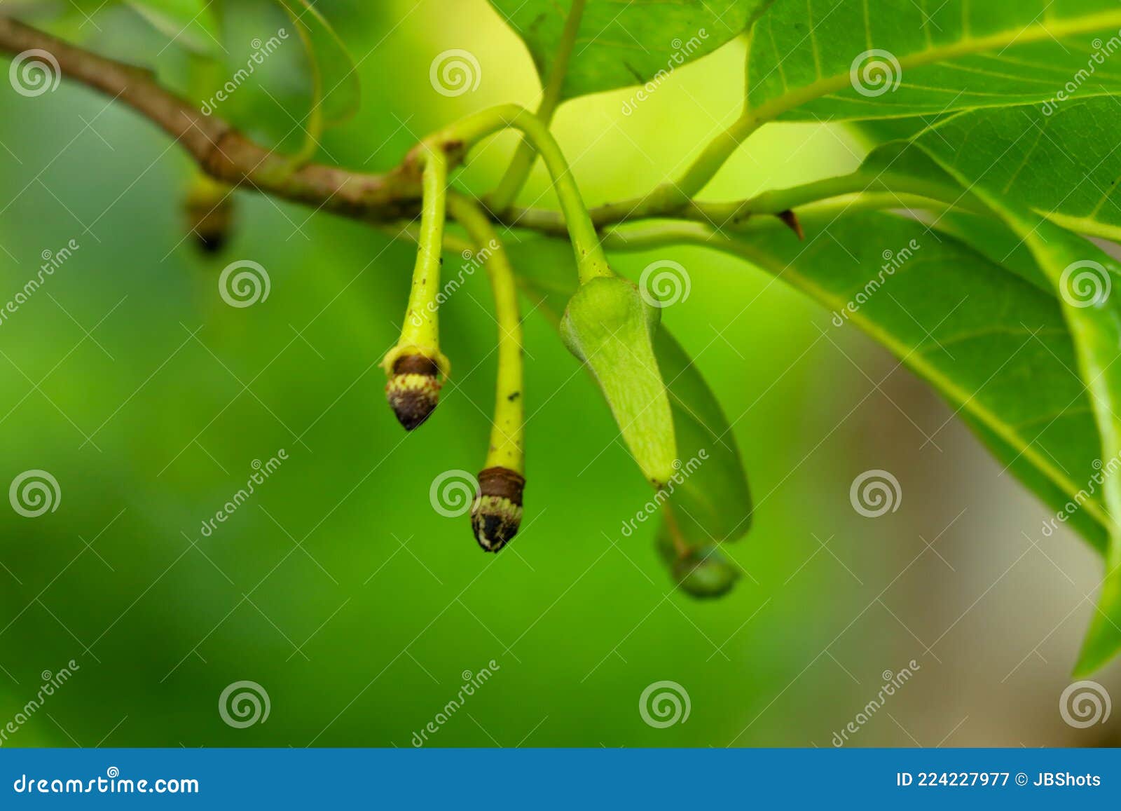 Flower of Custard Apple or Bullockâ€™s Heart Stock Image - Image of ...
