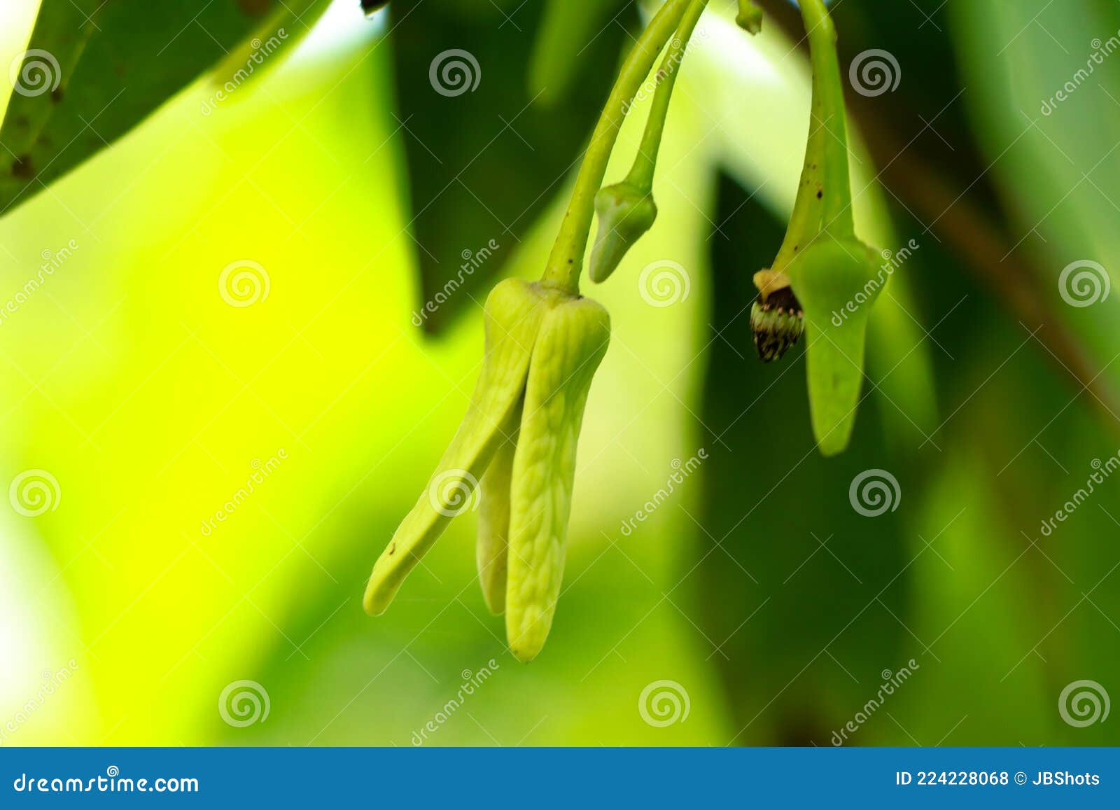Flower of Custard Apple or Bullockâ€™s Heart Stock Photo - Image of ...