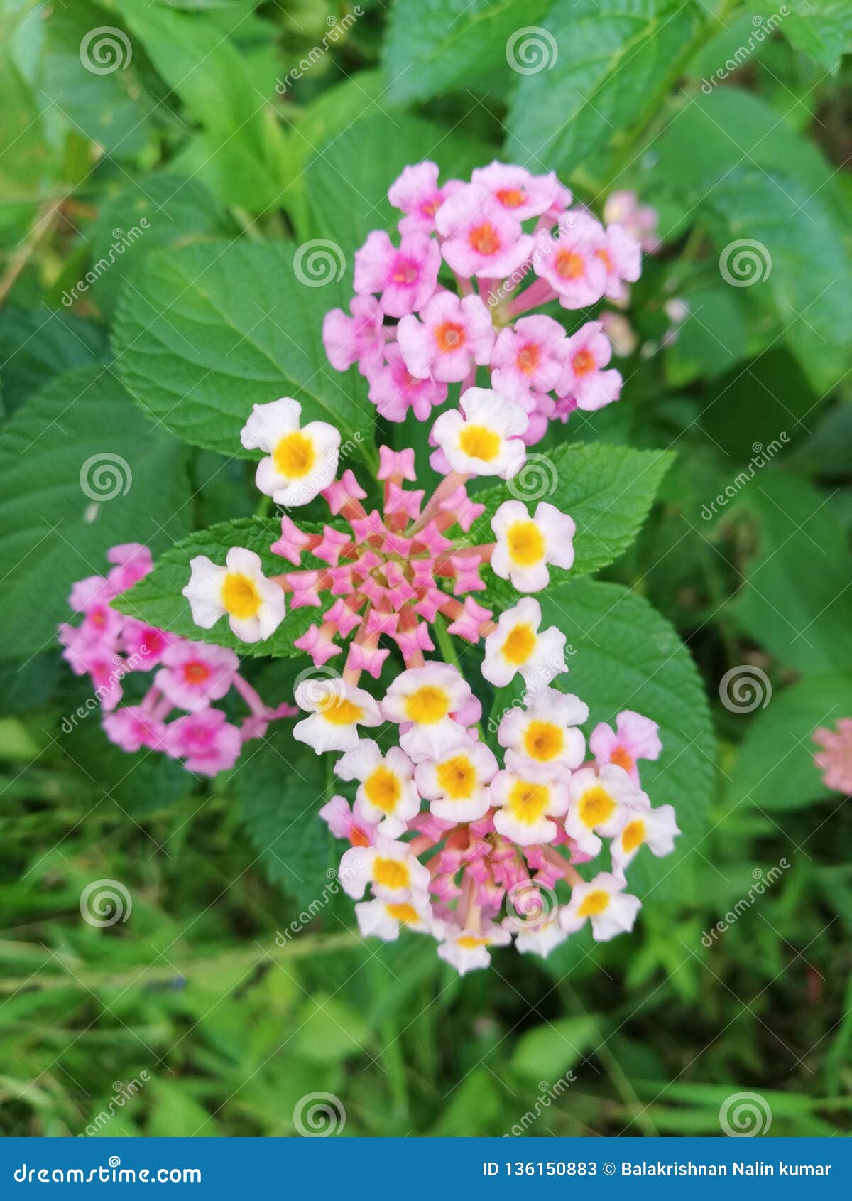 Flower stock image. Image of little, flower, color, cute - 136150883