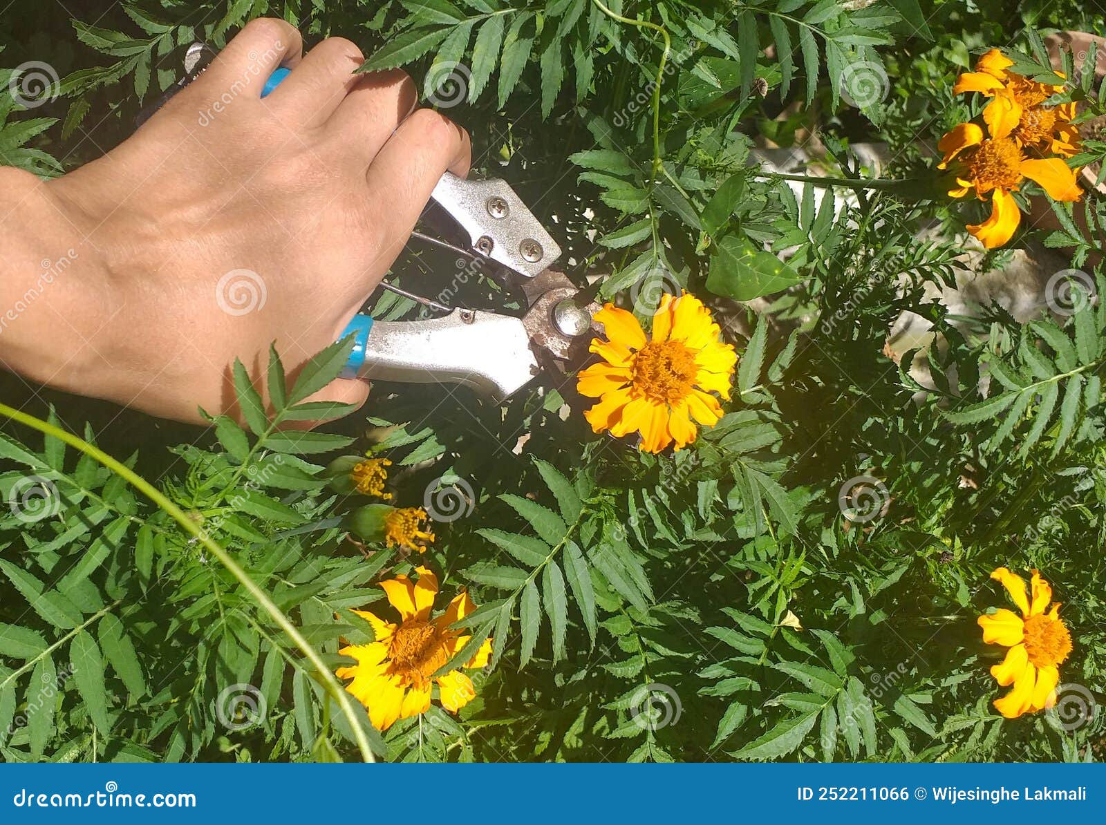 Flower Cutting Scissors & X28;pruning Shears& X29;in Hand Stock Photo ...